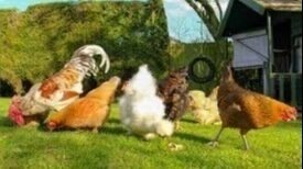 Petition · Allow Backyard Chickens in Harvard, IL! - United States ...