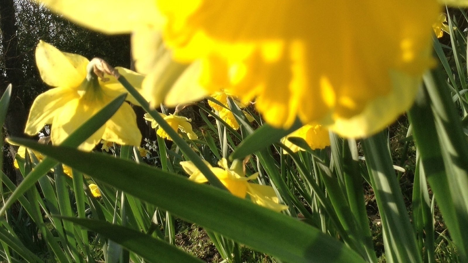 Petition · Save our Garden - United Kingdom · Change.org