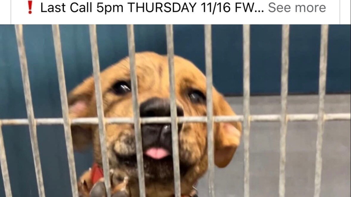 Petition · Stop The Crisis of Unsustainable Dog Euthanasia in Ft ...