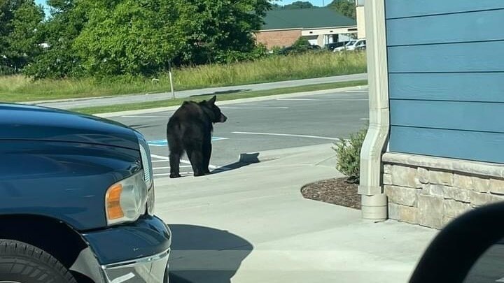 Petition · RELOCATE THE BEAR AND DO NOT EUTHANIZE IT - United States ...