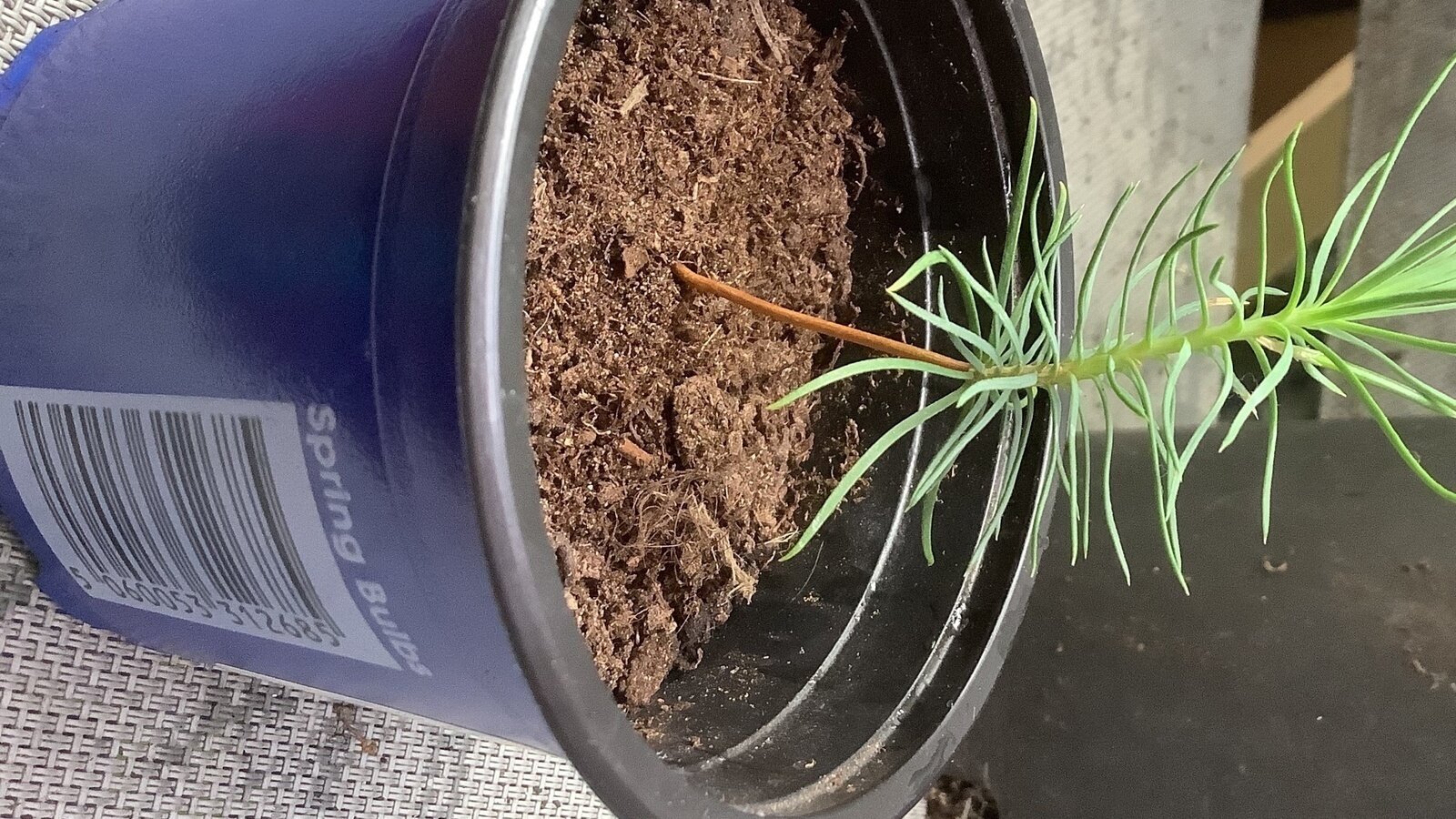 Petition · Make bristlecone pines a protected species in the uk ...