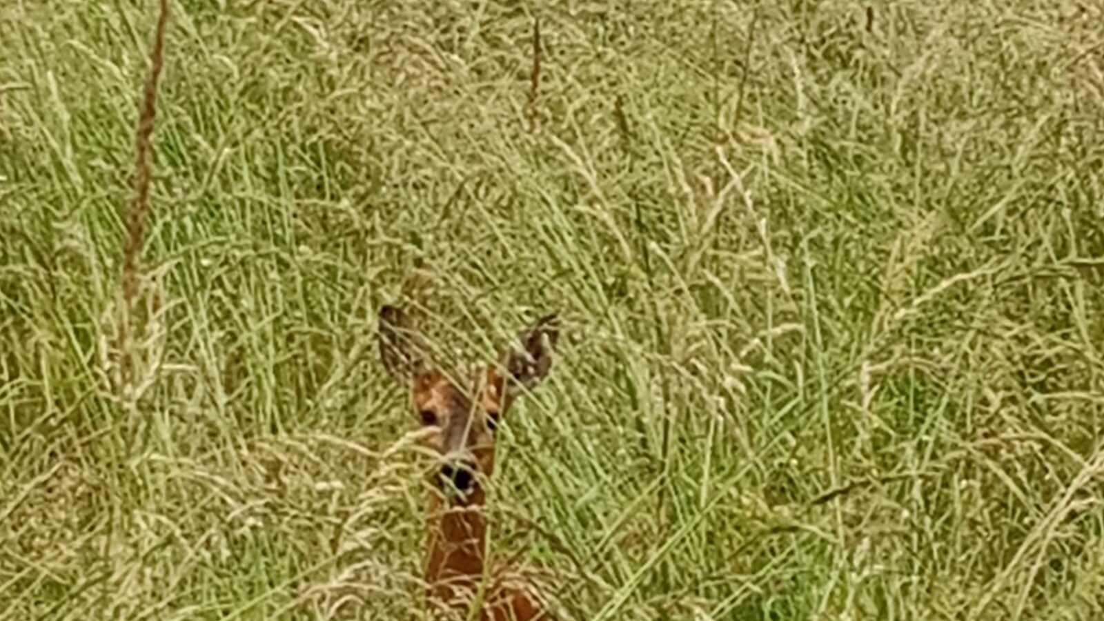 Petition · Netzausbau im Rahmen des Rhein-Main Links erneut prüfen ...