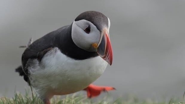 Petition · get apple to make a puffin emoji - Australia · Change.org