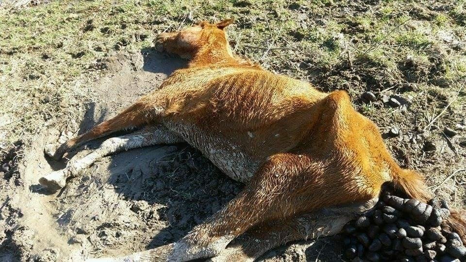 Petition · Investigate the History of Animal Neglect and Abuse at 7000 ...