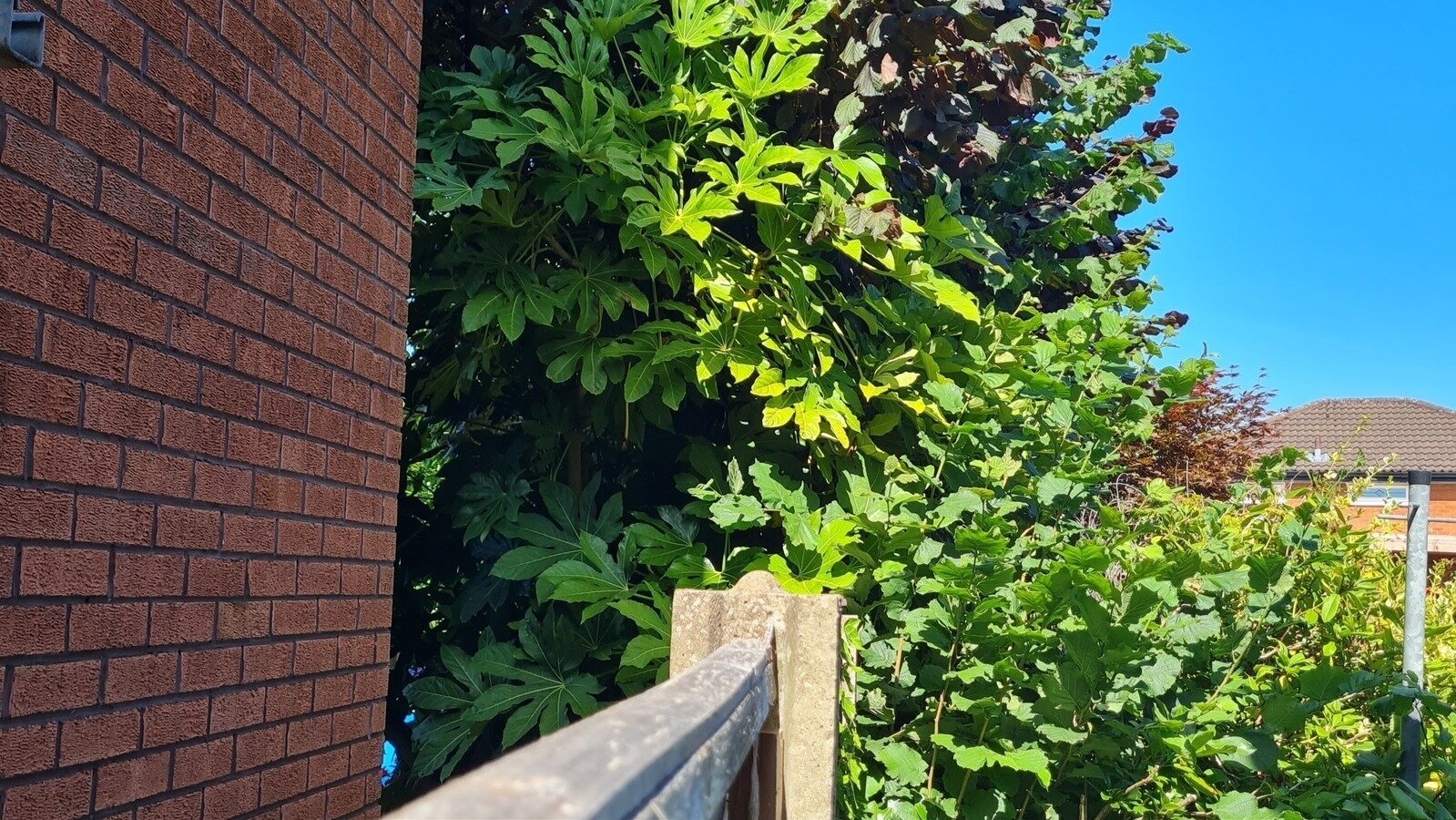 Petition · Make overgrown trees illegal beyond property boundaries ...