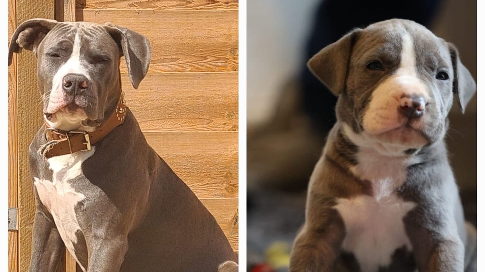Petition · SAVE SIMBA THE BIG SOPPY DOG - United Kingdom · Change.org
