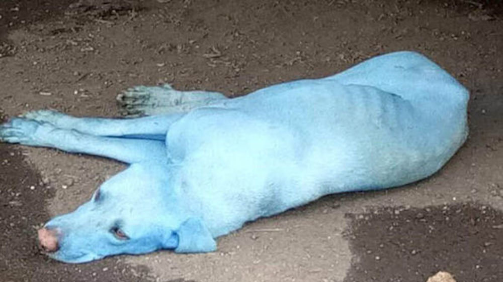 Petition · Stop Toxic Pollution that's Turning India's Dogs Blue ...
