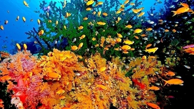 Petition · PALAWAN CORAL REEF CONSERVATION - Philippines · Change.org