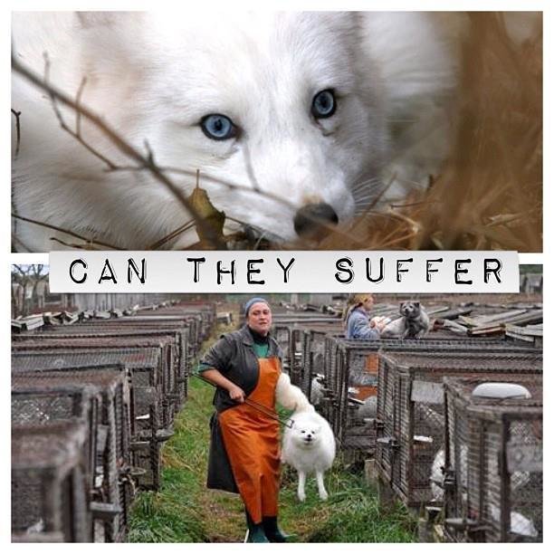 Petition · BOYCOTT AUSTRALIAN STORES WHO SELL FUR!!!! - United States ...