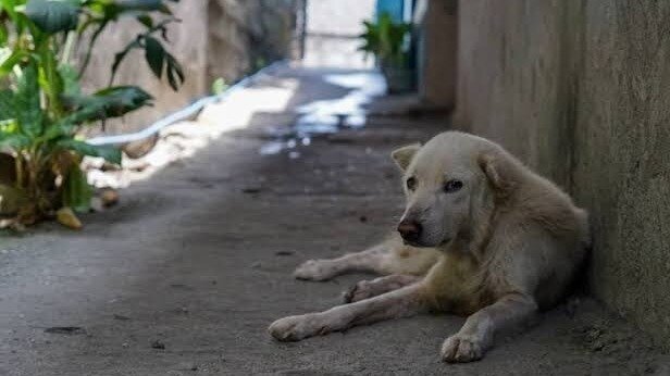 Petition · Establish a Shelter for Stray Animals in Aliaga ...