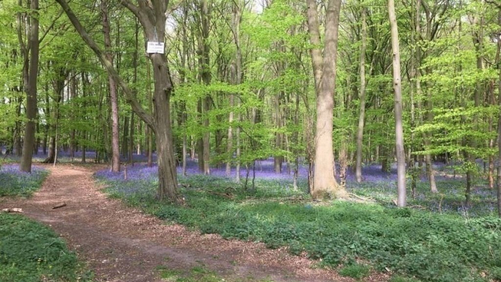 Petition · Stop Housing Development in Box Wood, Stevenage - United ...