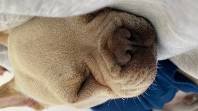 Petition · Stop pet dumping! - United Kingdom · Change.org