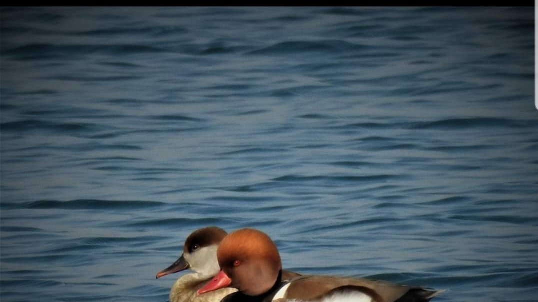 Petition · Wetlands of Mandothi village, Haryana: Survival & Status ...