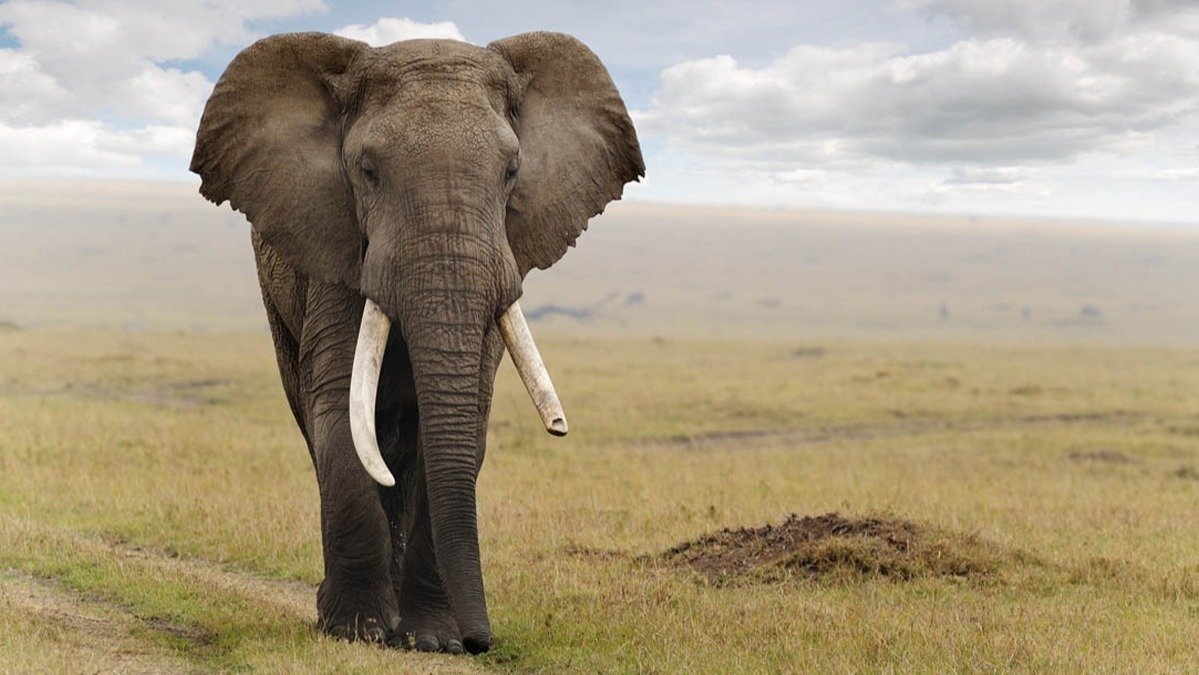 Petition update · It's Time to Ban Elephant Trophy Imports · Change.org ...