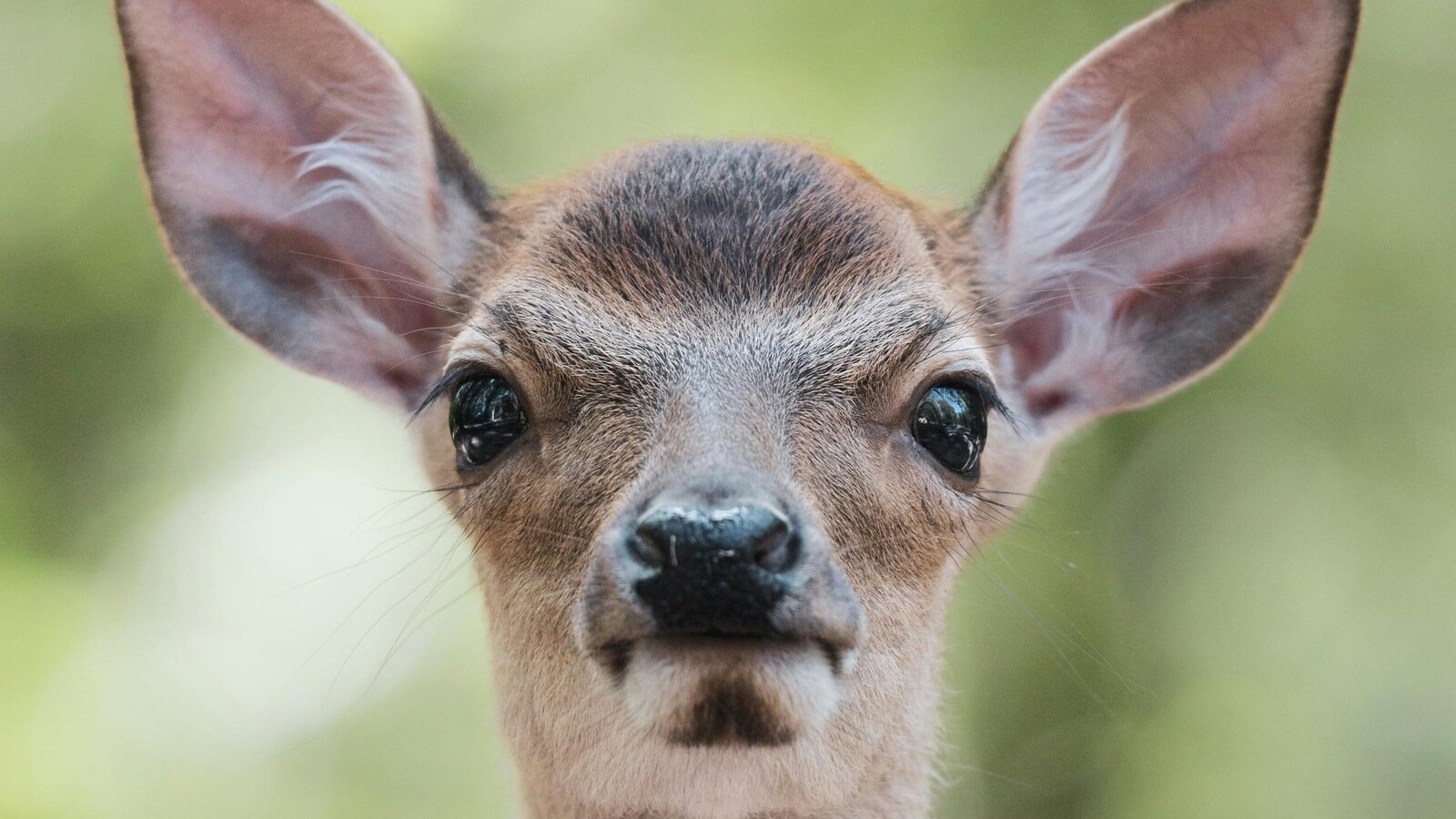 Petition · Stop Deer shooting GOLD COAST & AUSTRALIA - Australia ...
