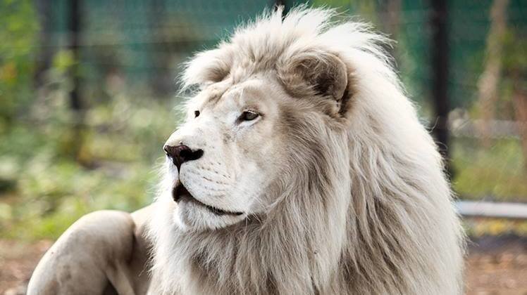 Petition · Save The Lions - United States · Change.org