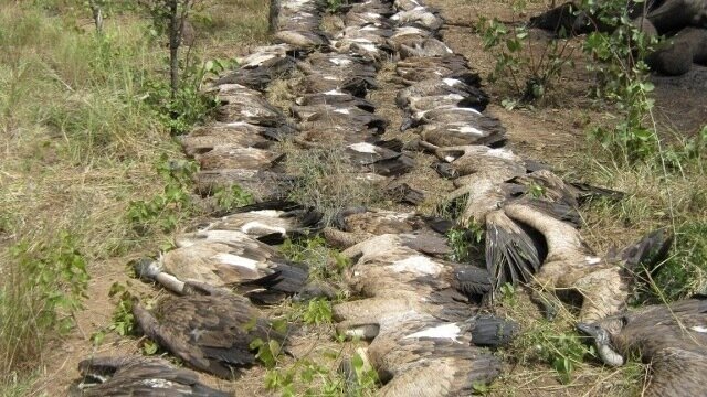 Petition · Save the vultures!!! - United Kingdom · Change.org