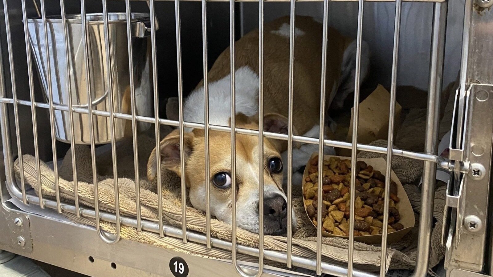 Petition · Overpopulated animals shelters in Massachusetts - United ...