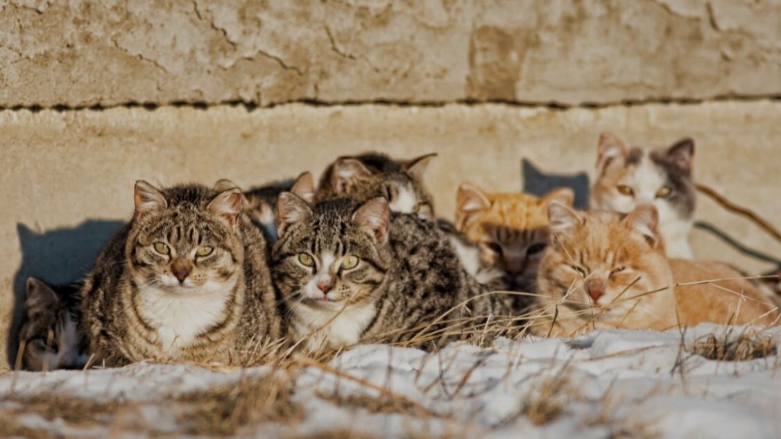 Petition · Implement a Trap-Neuter-Return (TNR) Program for Stray Cats ...