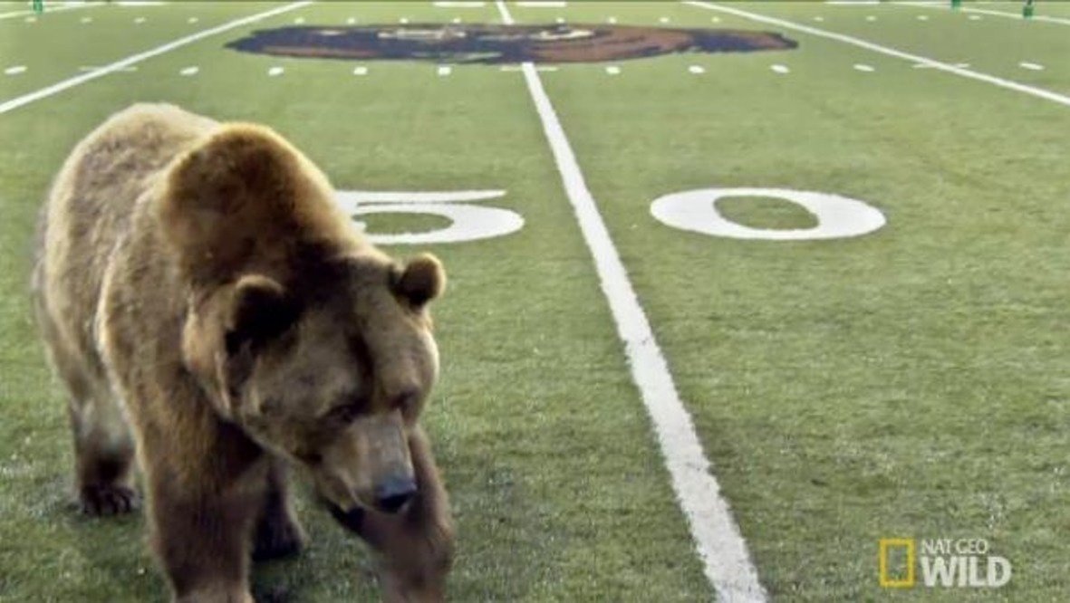 Petition · Replace the Chicago Bears with Real Bears - United States ...