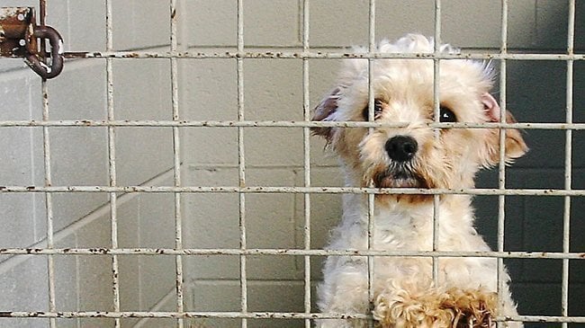 Petition · Capping Dog Breeding for 5 years - United Kingdom · Change.org