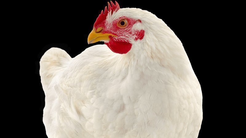 Petition · make a chicken a presedent - United States · Change.org
