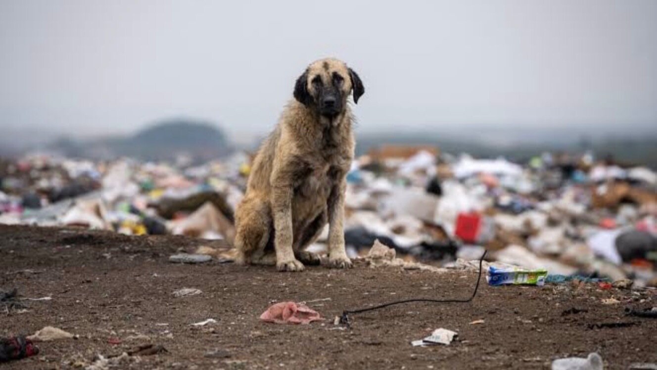 Petition · Implement community programs to save stray animals ...