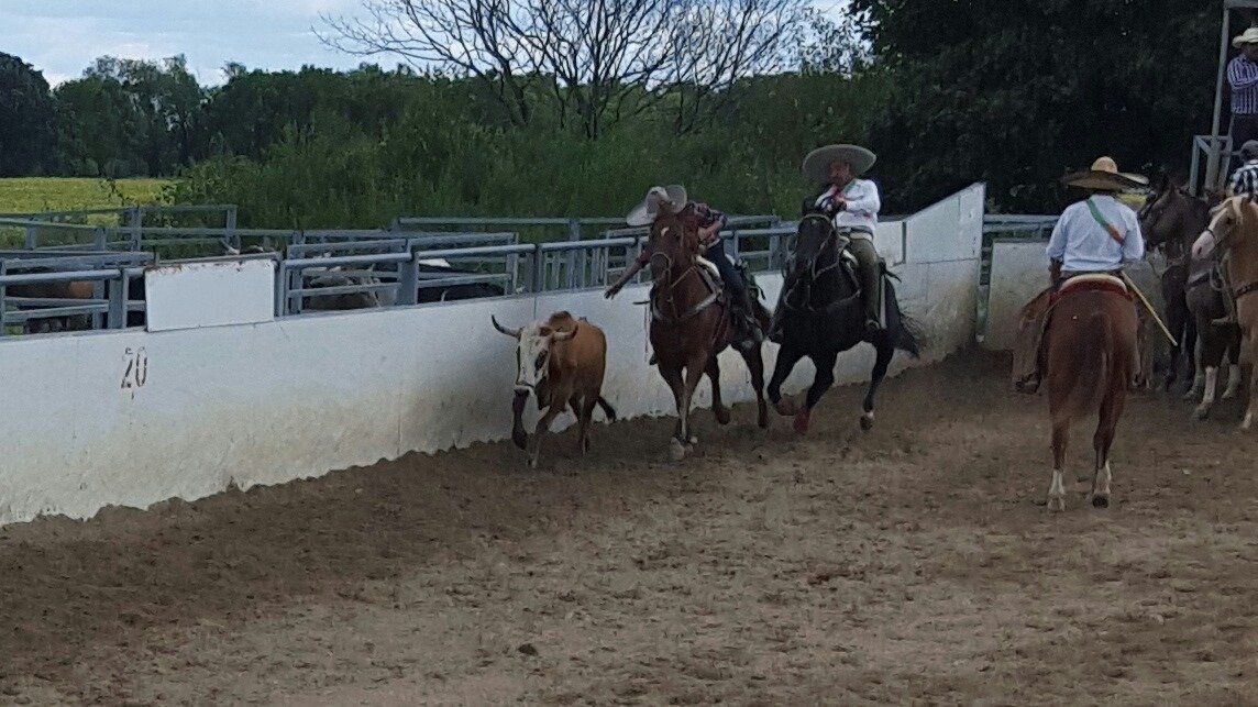 Petition · Bring back RODEO'S in Boone County. Regresen los Rodeos a ...