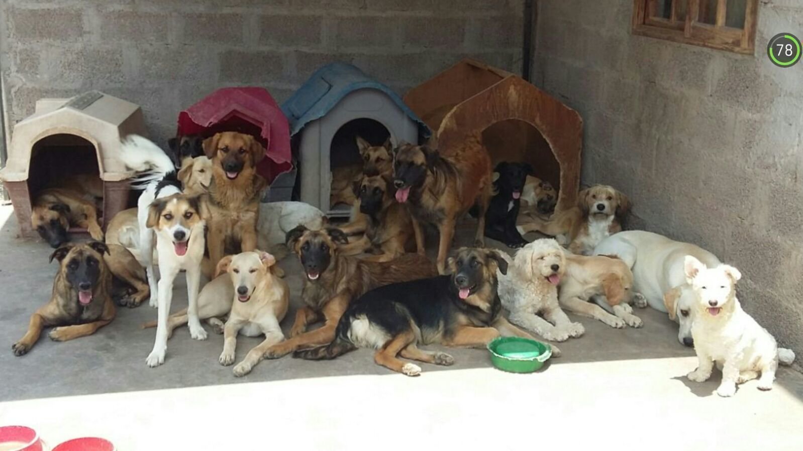 Petición · No dejen sin refugio a mis 33 perritos rescatados - Chile ...