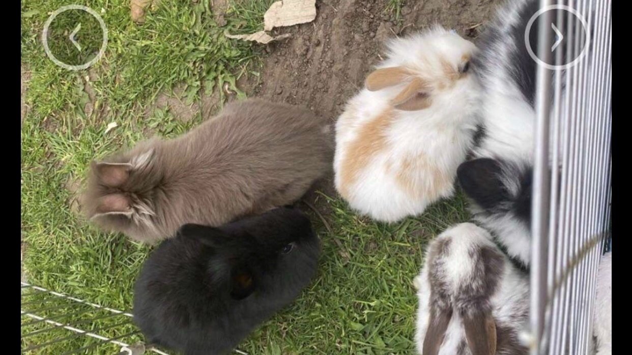 Petition · Get a rabbit · Change.org
