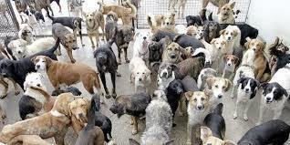 Petition · Stop animal overpopulation - United States · Change.org