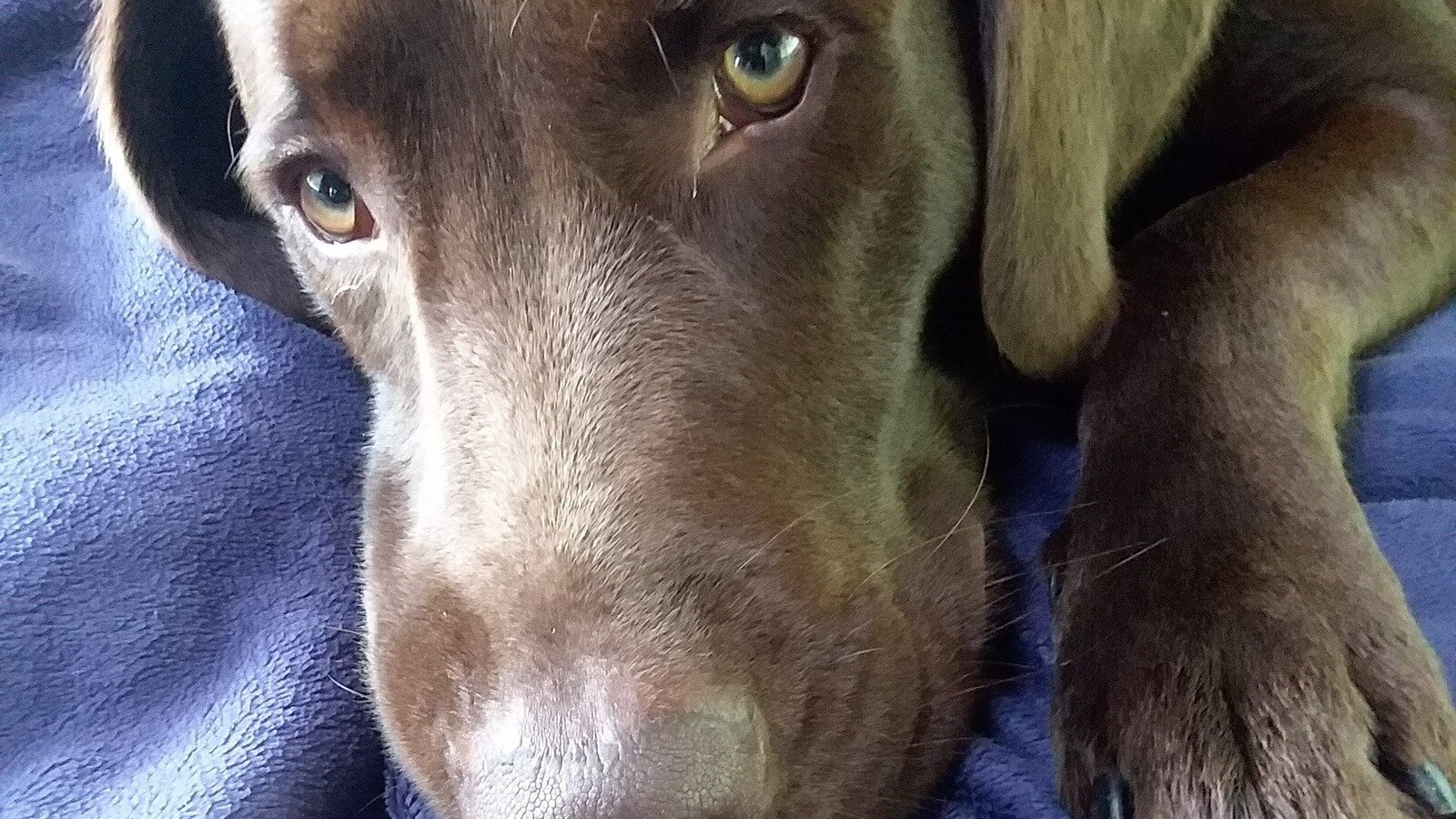 Petition update · Success! · Change.org · Change.org