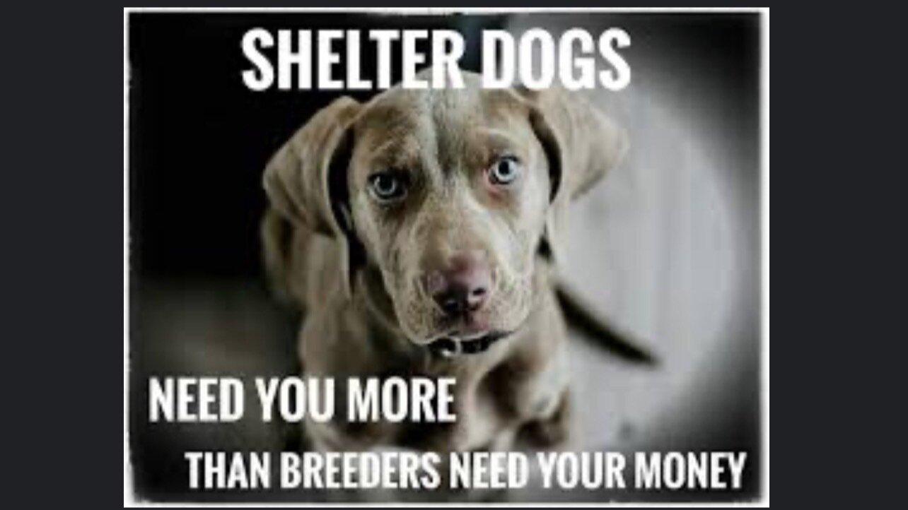 Petition · Temporarily Ban Animal Breeding as a form of business in ...