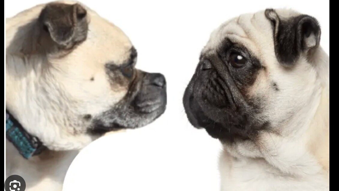 Petition · Unethical, Designer Dog Breeding Must be Stopped! - United ...