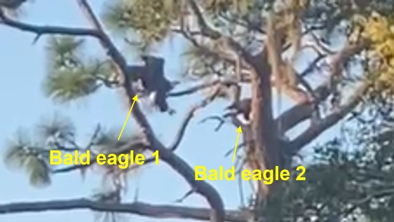 Petition · Save the Austin Tindall Tree Farm - United States · Change.org