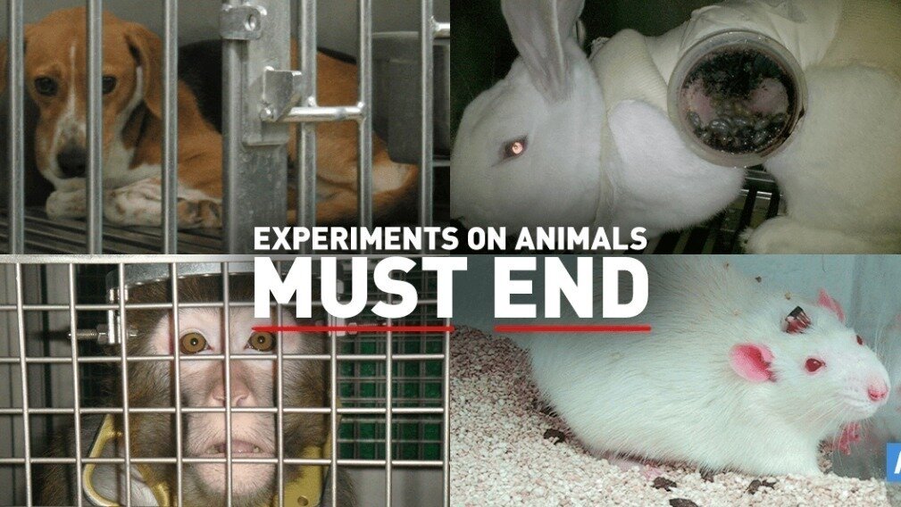 Petition · Demand Transparency from Brands on Animal Testing Practices ...