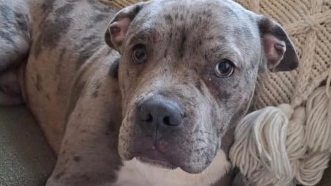 Petition · MERCY FOR MAX . Release Max from council kennels - United ...