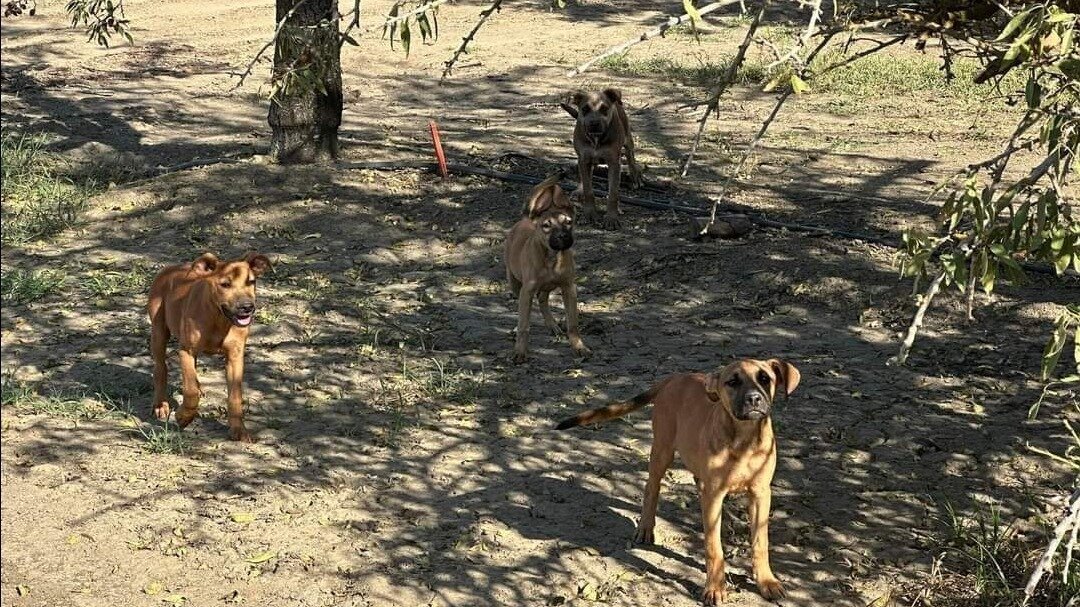 Petition · Implement Stricter Animal Safety Measures and Improve Animal ...