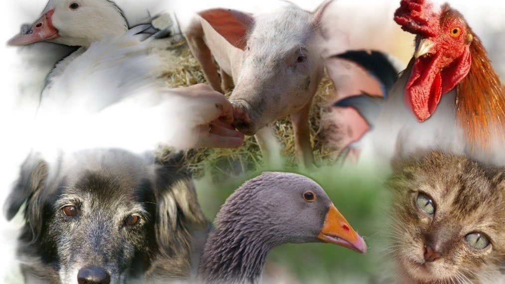 Pétition · Pour un-e Ministre dédié-e à la Protection des Animaux en ...