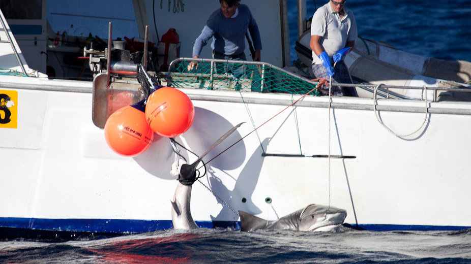 Petition · Stop the Australian Shark Cull - Australia · Change.org