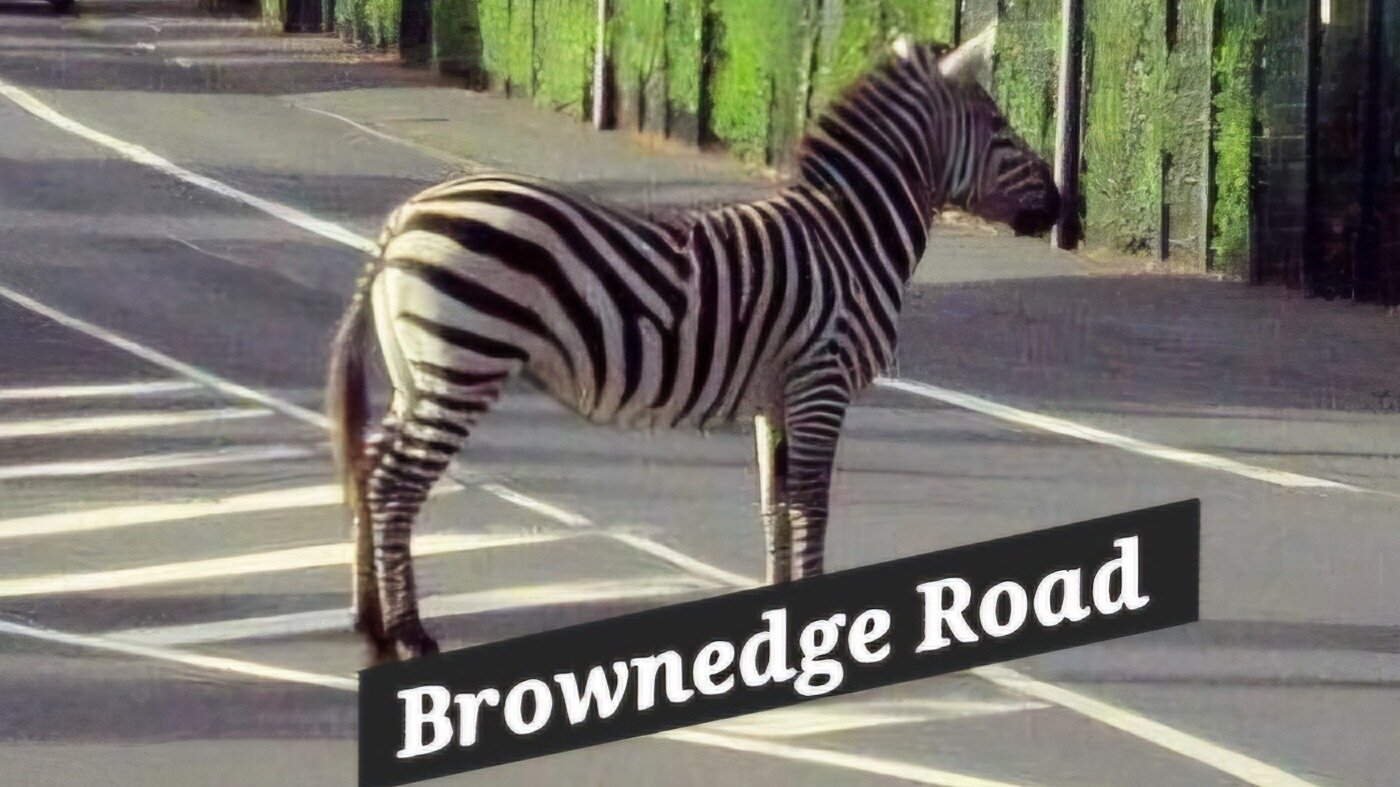 Petition · Zebra on Brownedge Road!!! - Bamber Bridge, United Kingdom ...