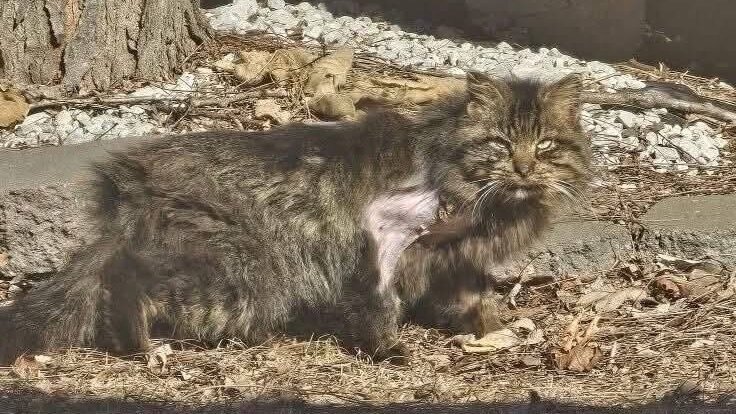 Petition · Stop allowing Police to dump injured cats! - United States ...