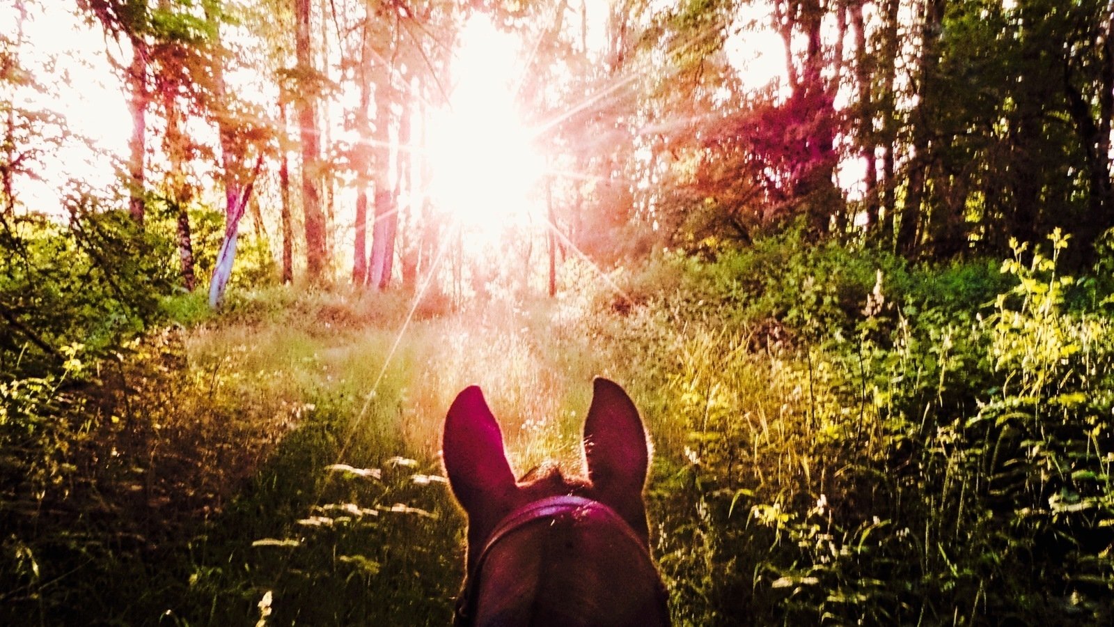 Petition · We want Horses allowed in Clearwater Park in Springfield ...