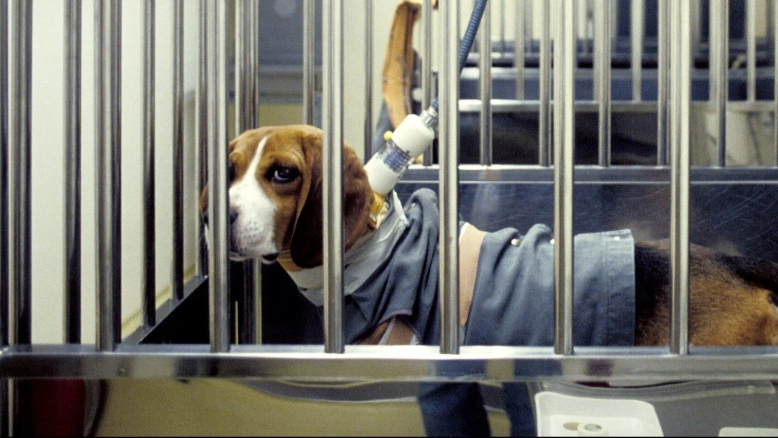 Petition · End Animal Testing for Good! - United States · Change.org