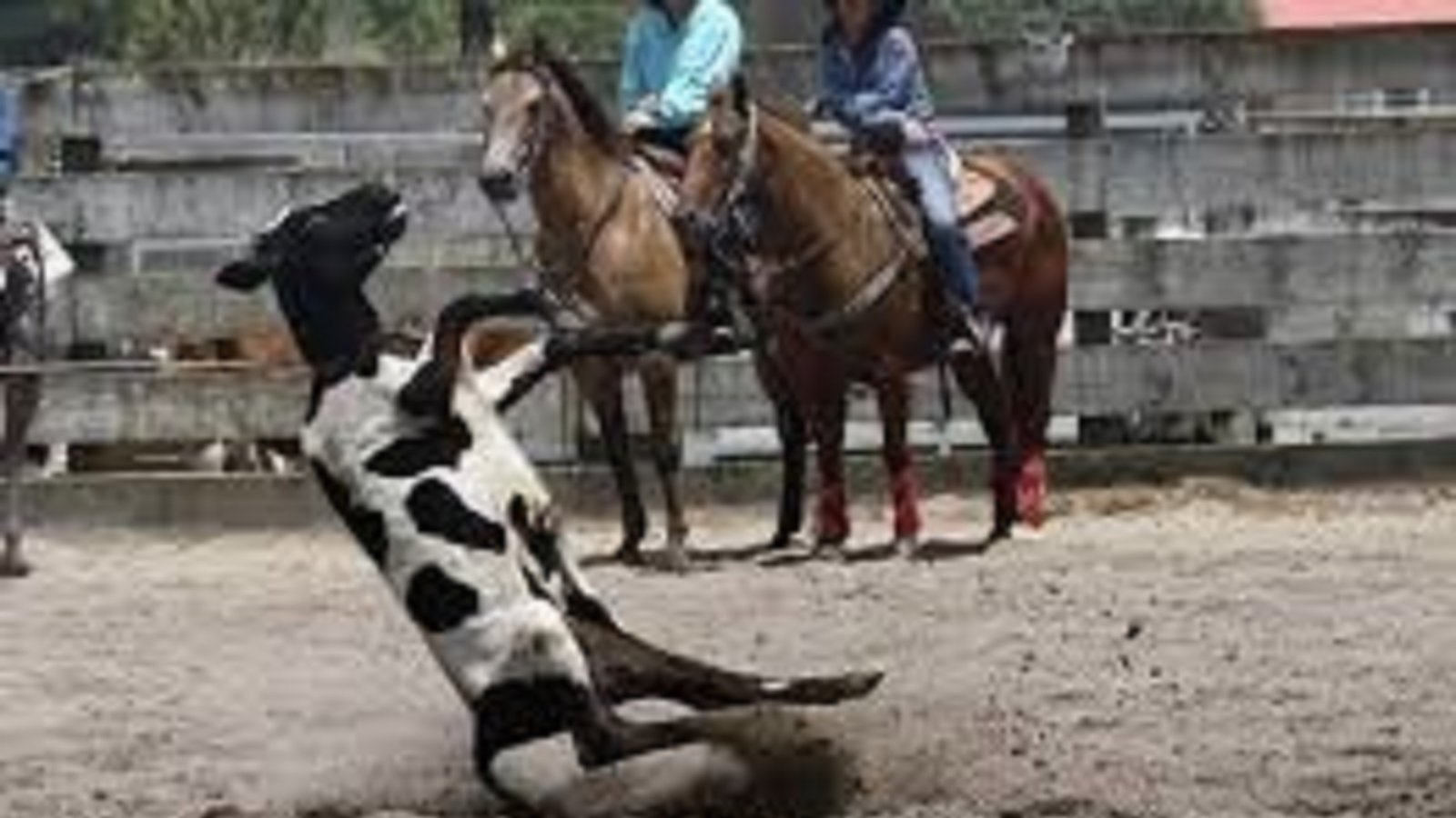 Petition · Tell the New Zealand Government to Ban Rodeo in New Zealand ...