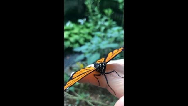 Petition · Ask Grocery Stores to Sell Fair Trade Avocados, Save the ...