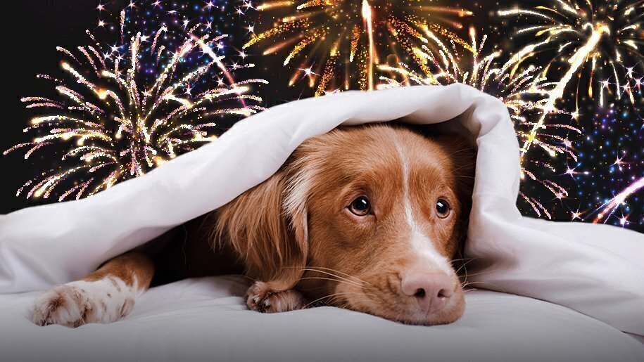 Petition · Implement a Ban on Loud Fireworks, Advocate for Silent ...
