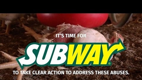 Petition · Subway: Stop supporting cruelty to chickens! - United States ...