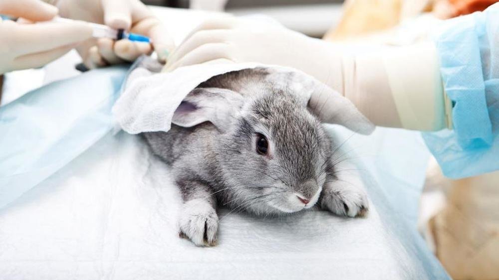 Petition · Animal Testing - United States · Change.org