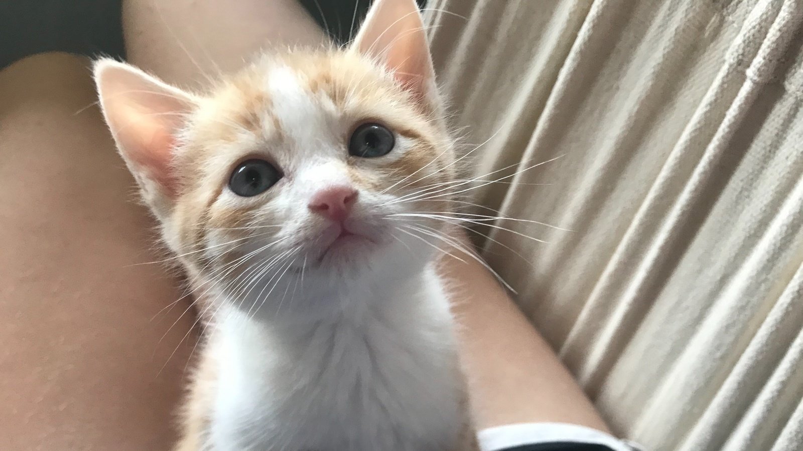 Petition · The bestest boy in the world- cheddar - United States ...